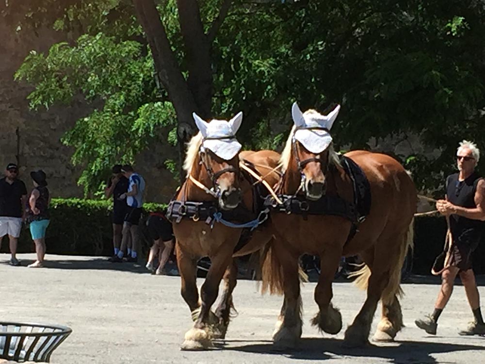 Les calèches de la cité de Carcassonne horaire et tarif. | Les calèches ...